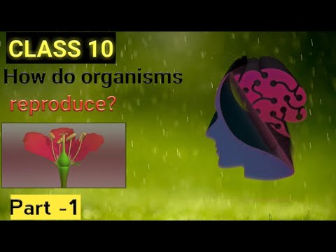 ASEXUAL REPRODUCTION BUDDING IN YEAST ✅
