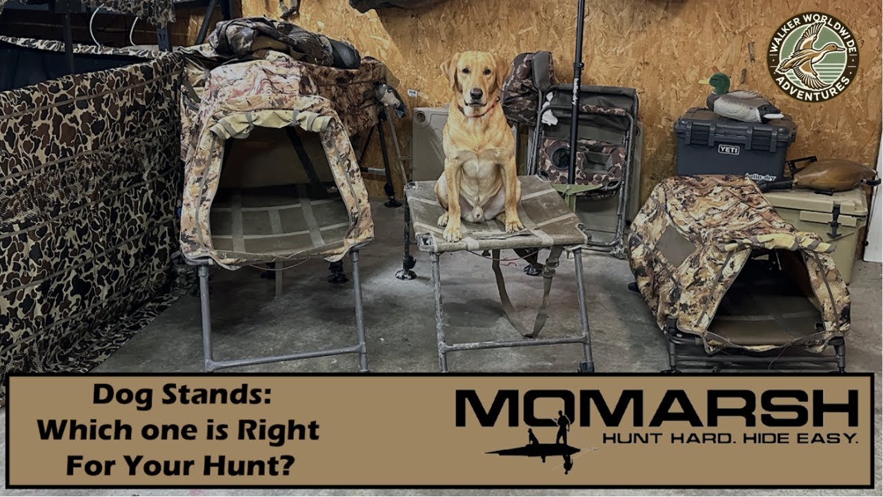 Which MoMarsh Dog Stand is Right for You? | Invisi-Lab, Final Stand, Field House Review
