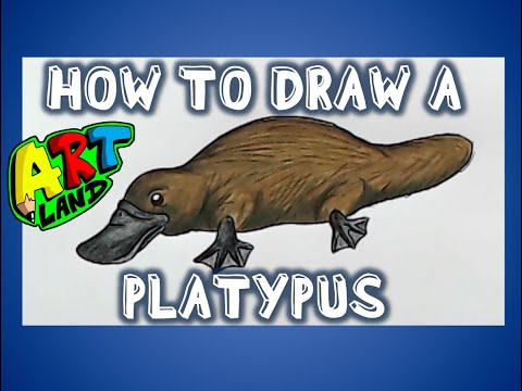 Platypus Drawing Step by Step Tutorial – I'm Youtuber – Follow my ...