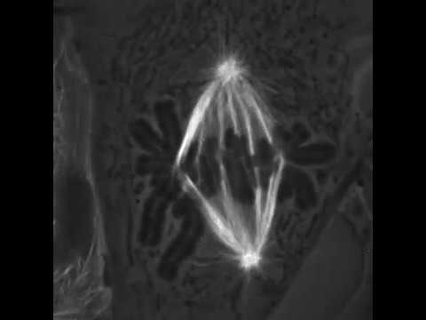 Confinement-Induced Spindle Elongation