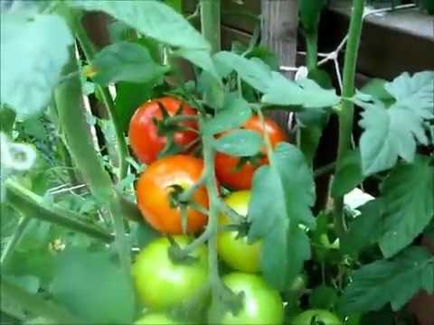 Campari Tomatoes