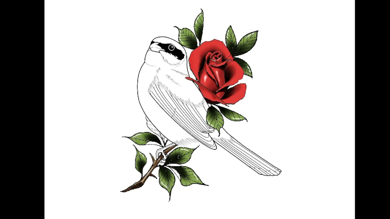 NeoTraditional Birds Tattoo Design Using Procreate #tattooart #tattoo #tattooapprentice