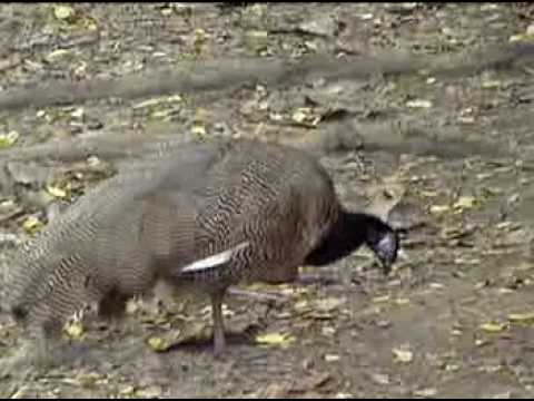 Peacock x Chicken hybrid? | BackYard Chickens - Learn How to Raise Chickens