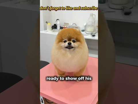 ataking a dog for grooming at a pet salon. #cat #catshorts #pets #dog #dogshorts
