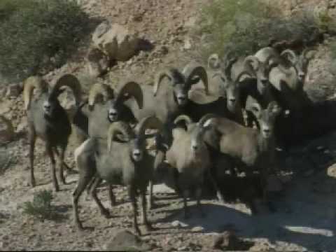 Mountain Lions & Bighorn Sheep Seminar