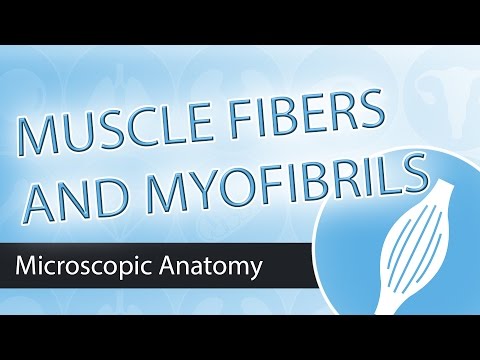Skeletal Muscle Microscopic Anatomy- Fibers and Fibrils