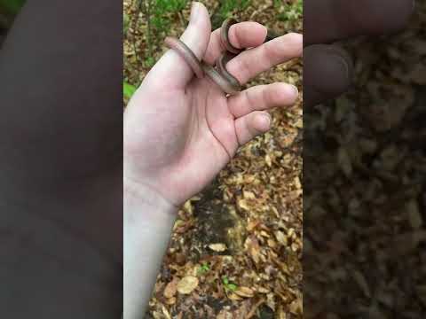 Smooth earth snake first snake of the season