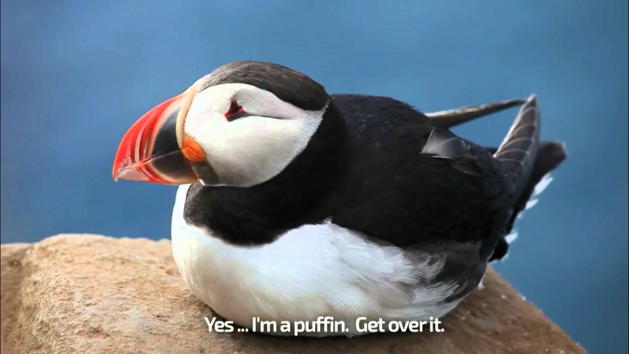 Fast and Thrilling 1-Hour RIB Puffin Tour in East Iceland | Fast and ...