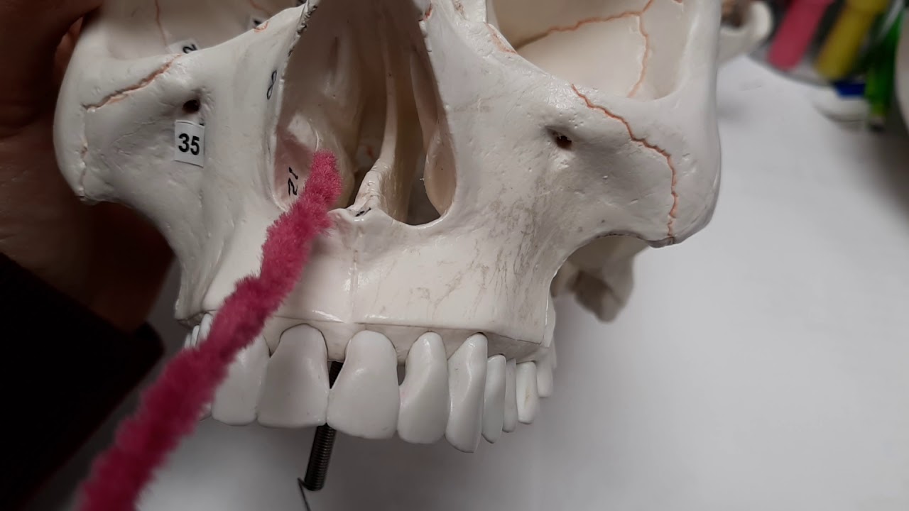 Inferior nasal conchae 2019