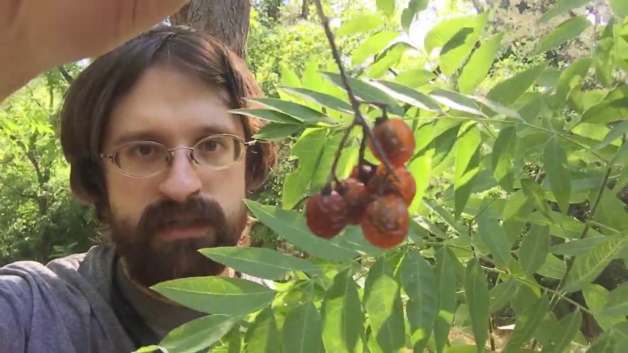 Learn all about Soapberry Trees!