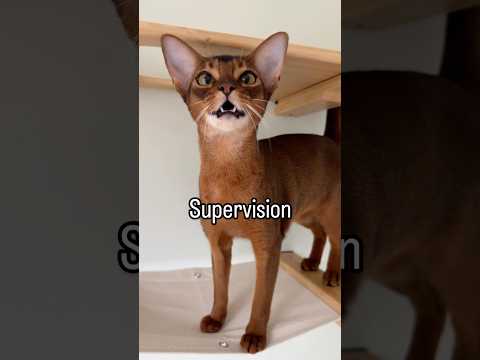 Cat activity wall 🐾 Abyssinian cats playing #abyssinian #catshorts #meow
