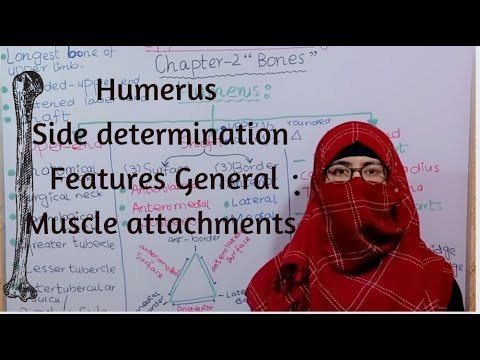Humerus, side determination, general features and muscle attachments, upper limb anatomy