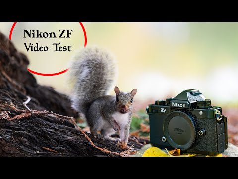Nikon Zf: Sample cinematic footage