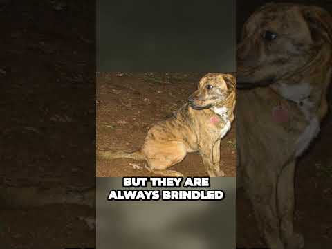 Plot Hound - Brindle Beauties with a Fascinating History