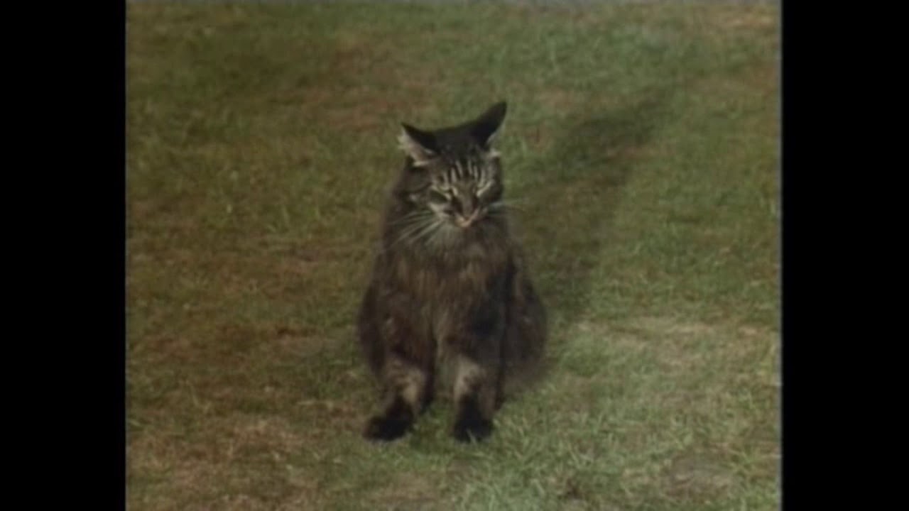 Confuse-a-Cat - Monty Python's Flying Circus - S01E05