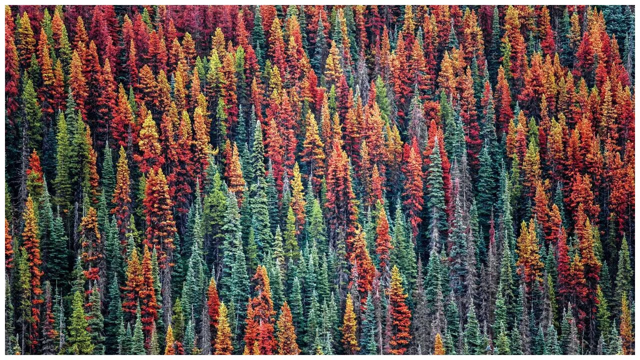 Special issue: forest health in a changing world