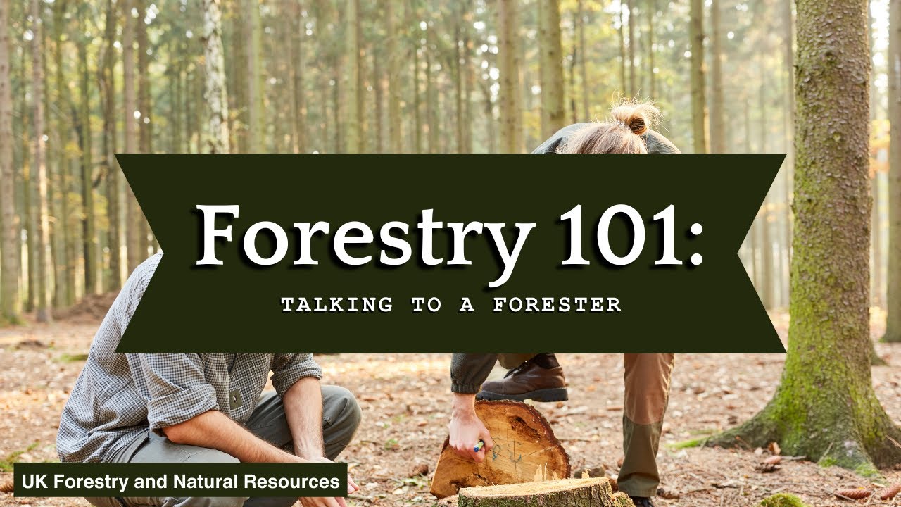 Forestry 101: Talking to a Forester