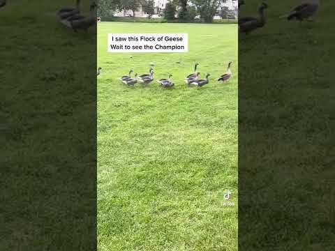 Flock of Geese -#flockofgeese #flockofbirds #shorts #shortsvideo #shortsbeta