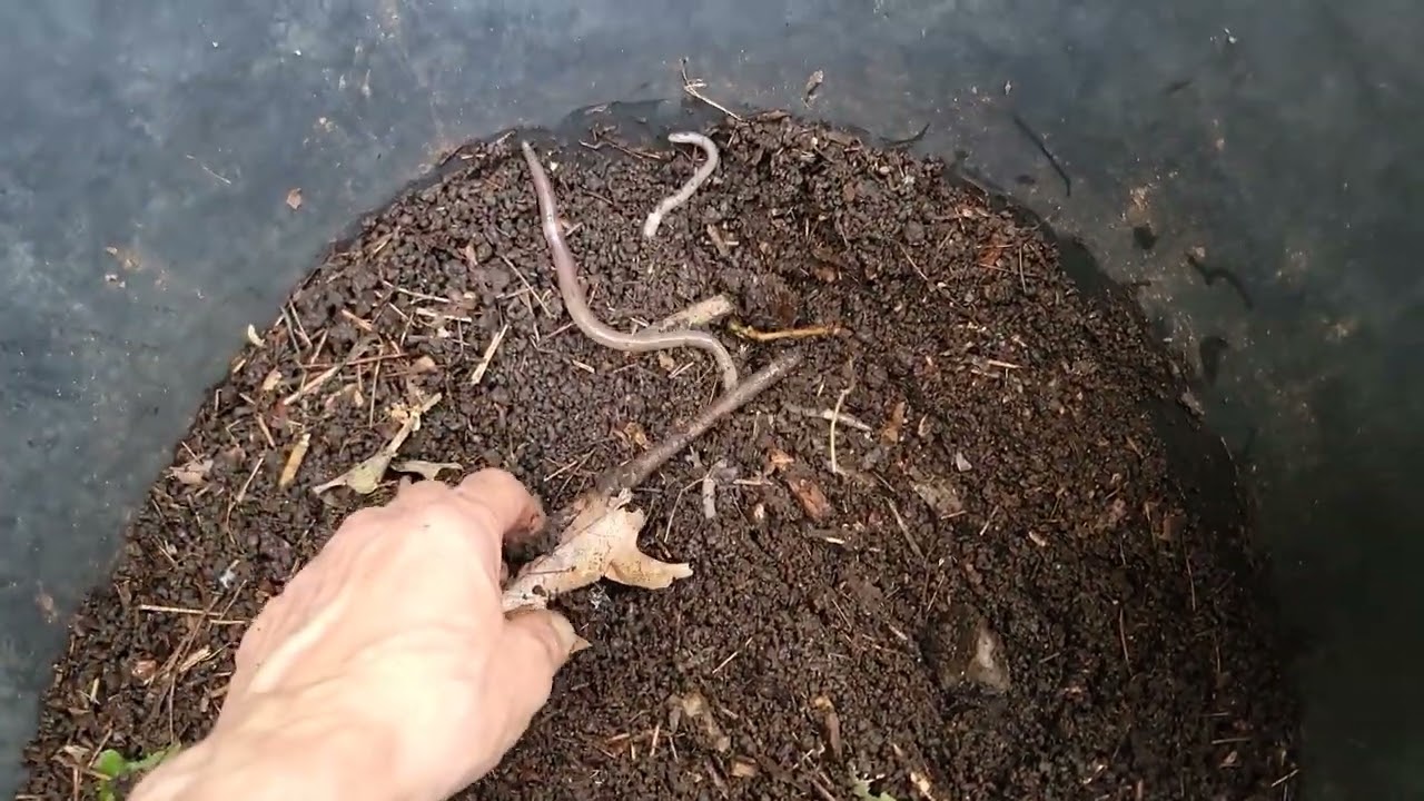 What Are Invasive Jumping Worms?