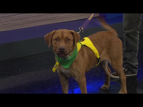 Pet of the Week: Dagen