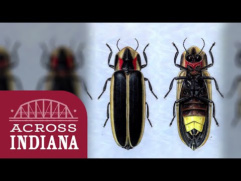 Indiana's State Insect: The Say's Firefly