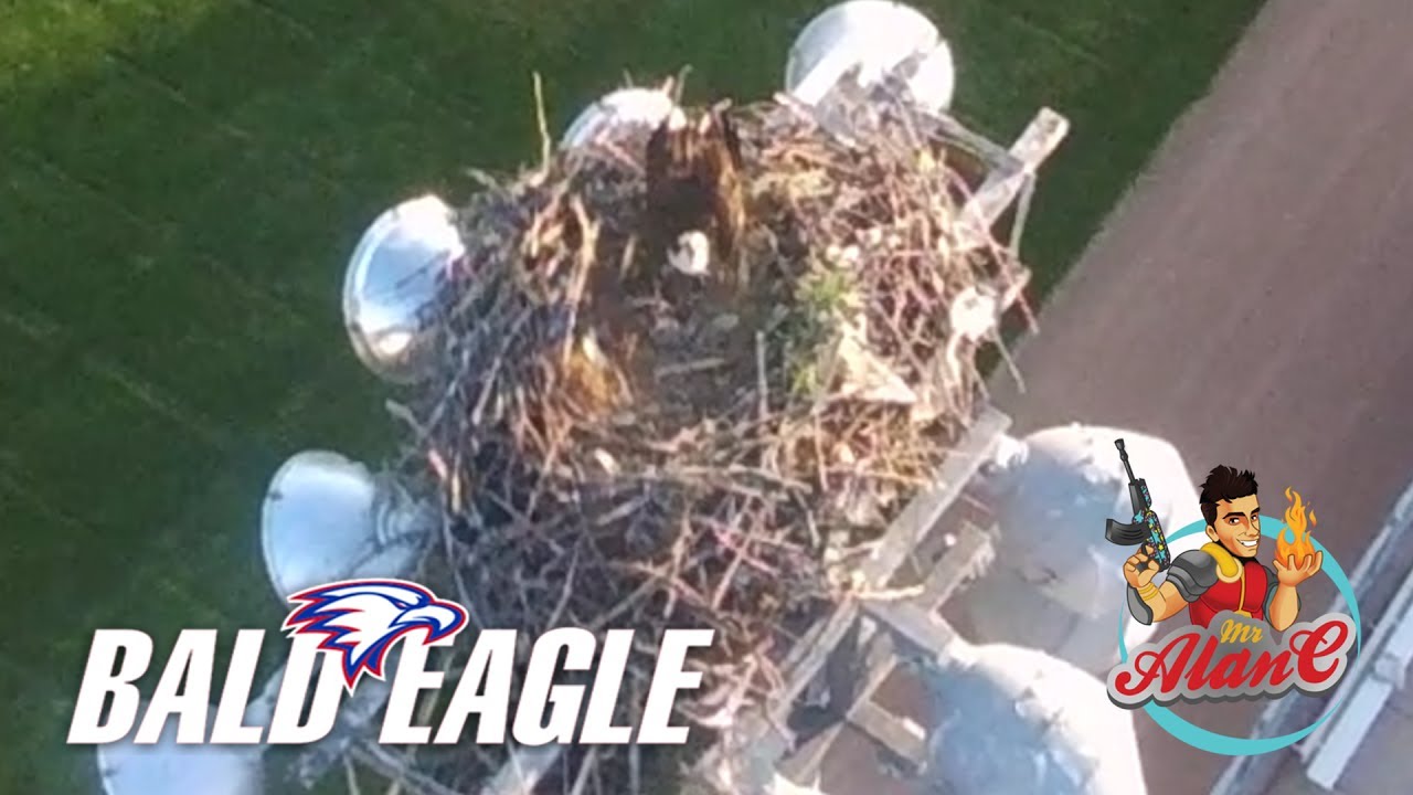 Carson Park Eagles Nest Eau Claire Express Baseball Field Bald Eagle Close Encounter With Drone