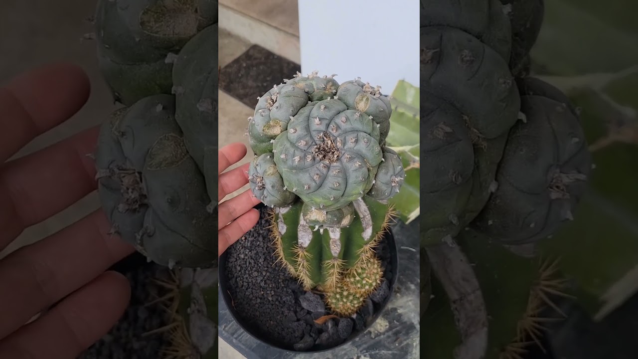 Grafted Loph onto Trichocereus 