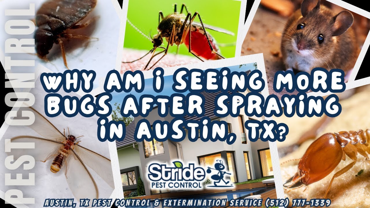 Why am I seeing more bugs after spraying in Austin, TX? - Pest Treatment Austin TX (512) 777-1339