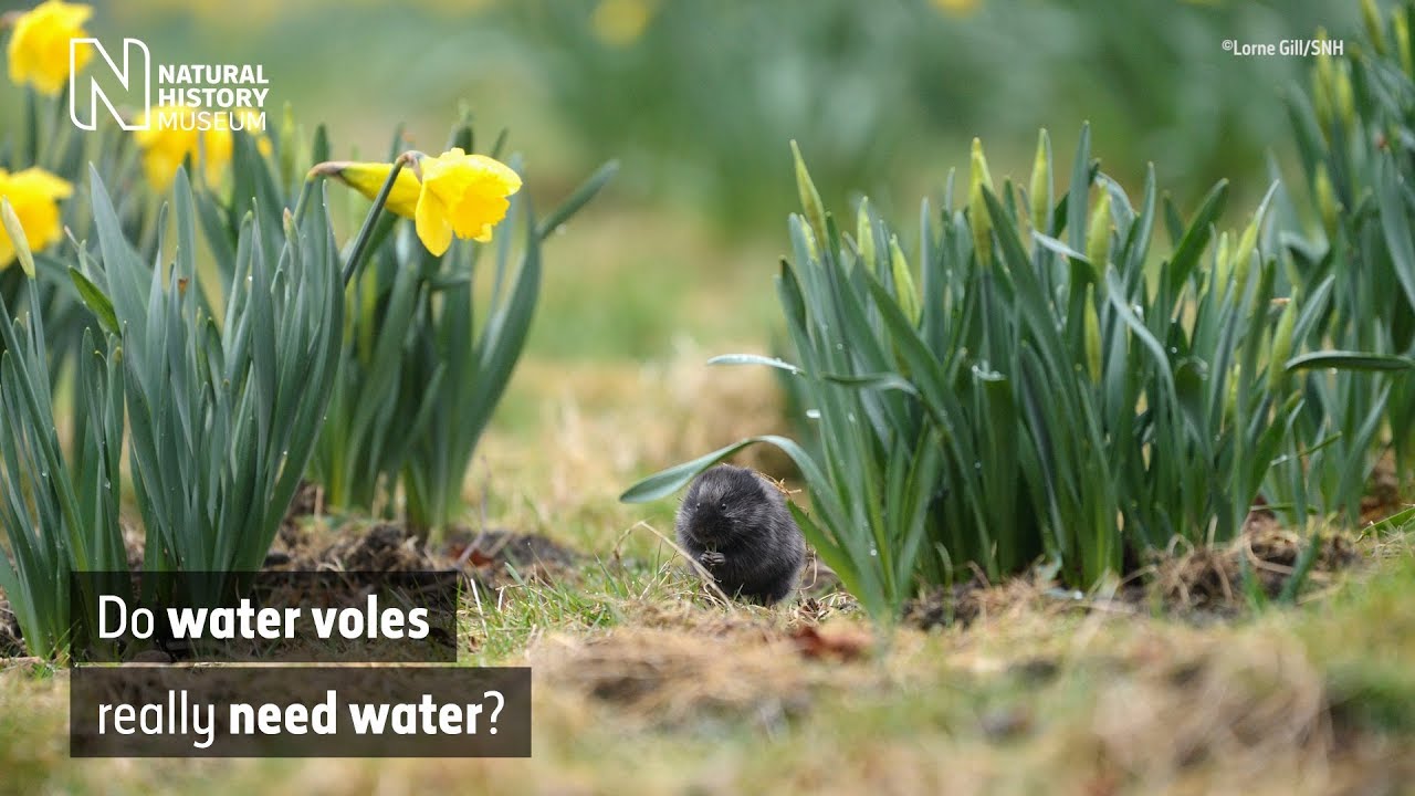 How water voles left their riverside homes for Glasgow grasslands ...