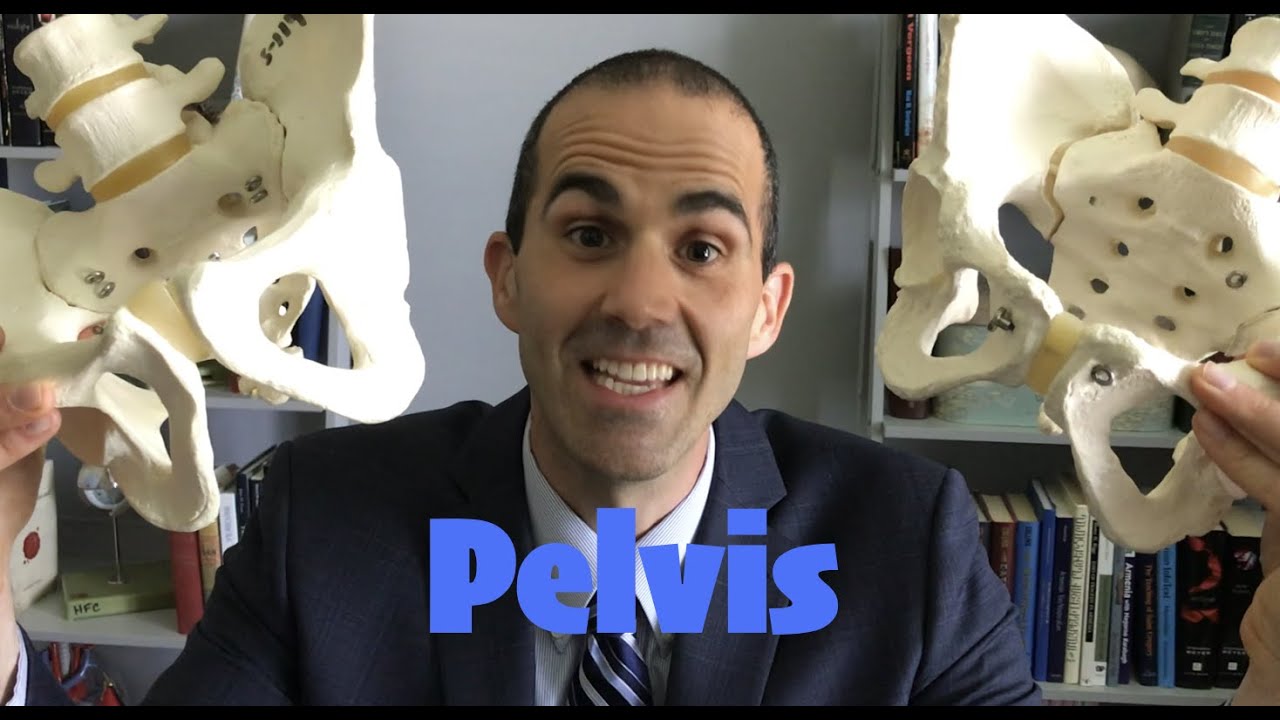 Pelvis