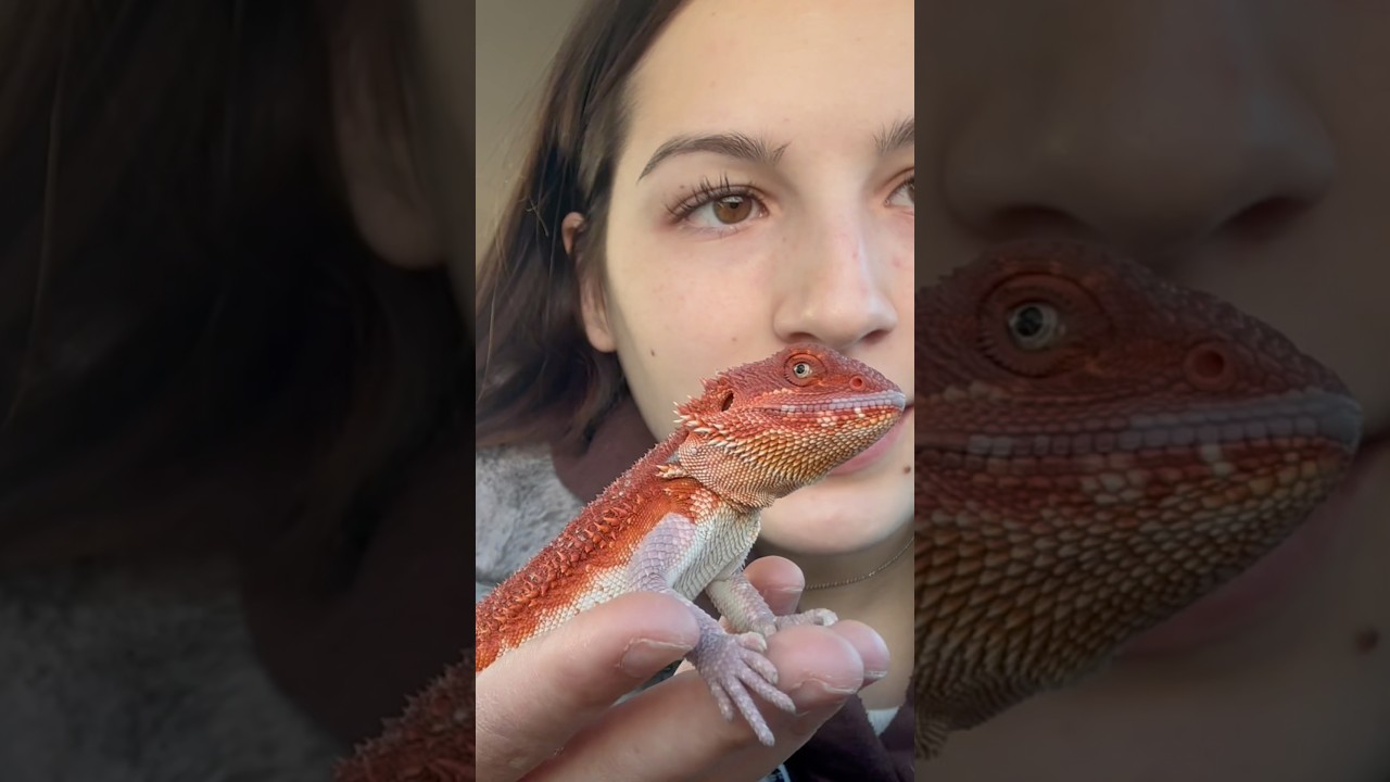 Red Monster Bearded Dragon Unboxing (4 month old) #beardeddragon #redmonster #reptiles