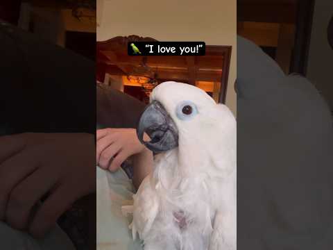 My parrot saying funny things 😂 #cockatoo #parrot #birds #talkingparrot #cute #funny