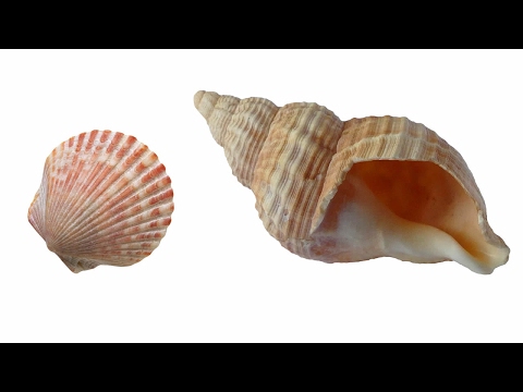 American Sign Language ASL Video Dictionary - seashell