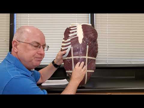 Professor Long - Lab 1, Abdominopelvic Regions