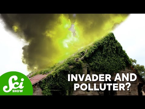 Kudzu: So Bad It Even Makes the Air Worse!