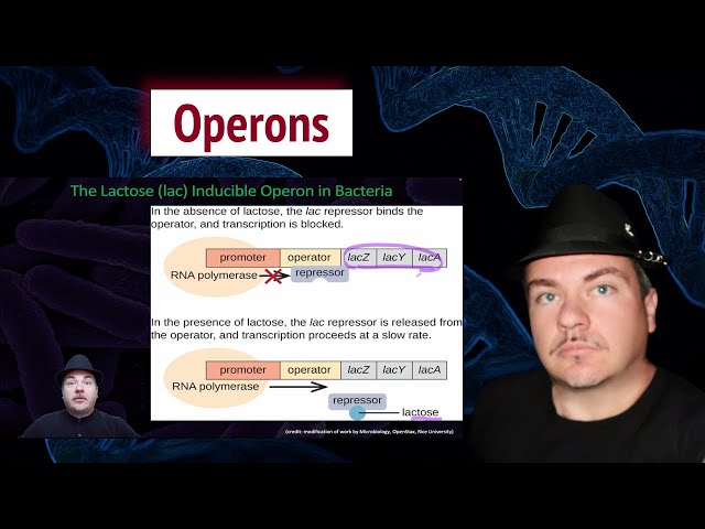 Understanding Inducible and Repressible Operons in Bacterial Genetics ...