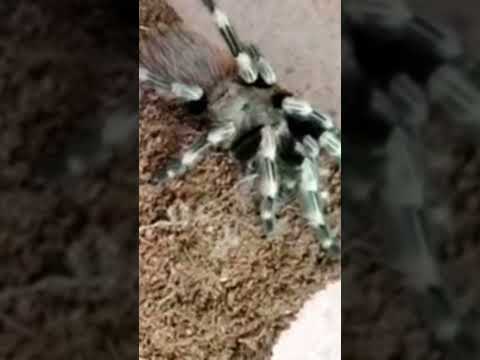 tarantula