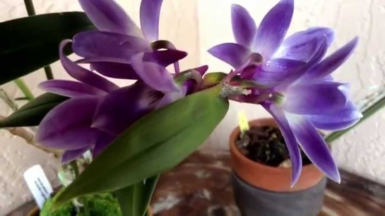 Dendrobium Victoria-Reginae different clones.