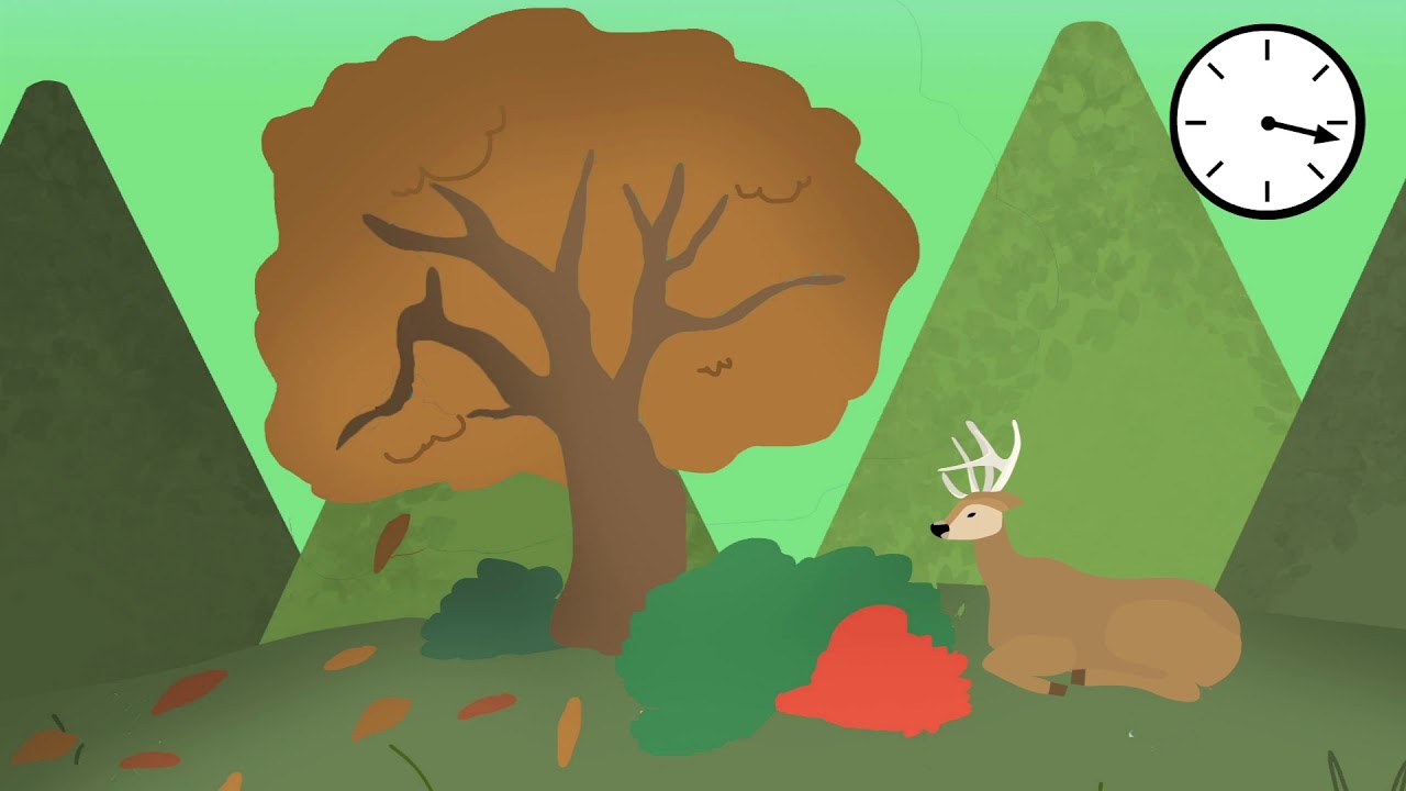 CWD Transmission and Progression