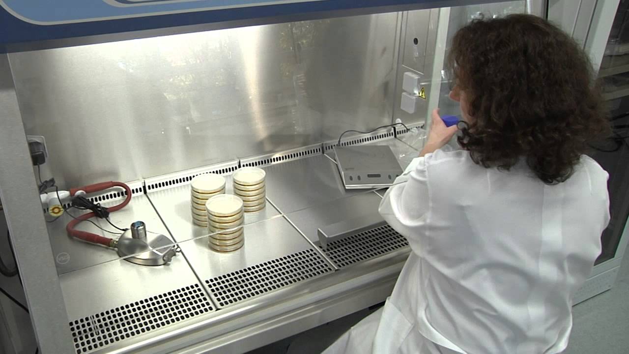 Basic Techniques in Microbiology - Solid media Agarplates