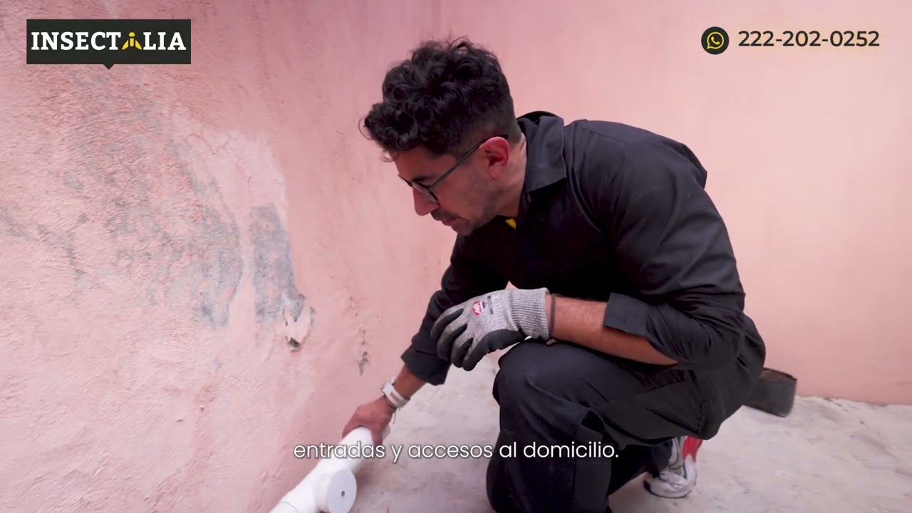Insectalia Control de Plagas, Fumigación & Sanitizacion. Control de roedores