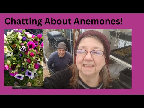 A Chat About Anemones
