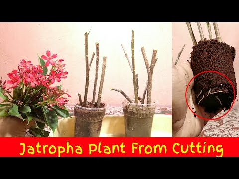 How To Grow Jatropha Plant From Cutting || Jatropha Plant Propagation