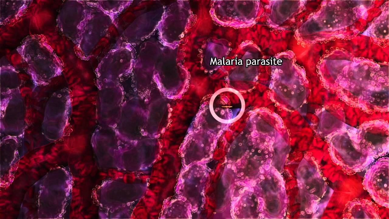 Malaria Lifecycle Part 1: Human Host (2016)