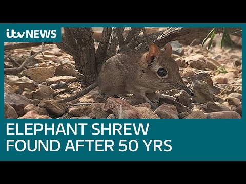 Long 'lost' elephant shrew found after half a century thanks to peanut butter and Marmite | ITV News