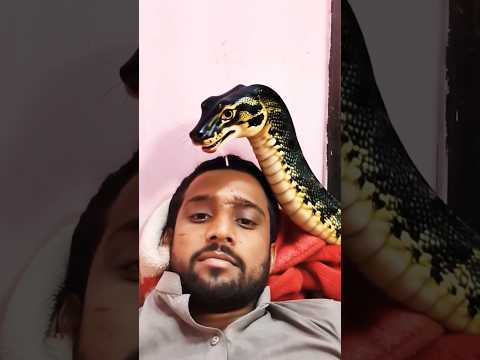 Between Video A Big Snak Attack at me | #shorts #viral #video #funny #ai