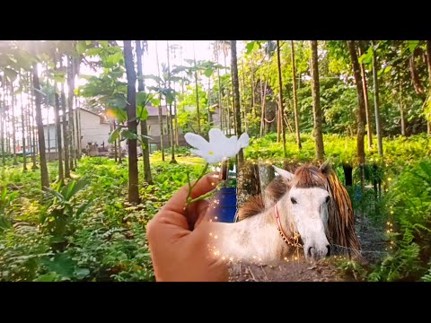 Peaceful Village Life in Assam – A Day in Nature’s Lap🌿|| iRoshu_Official