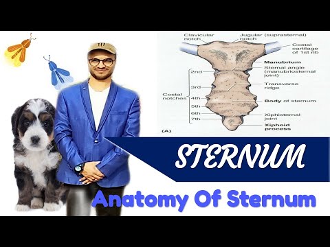 Sternum-Anatomy of the Sternum -Everything you need to know