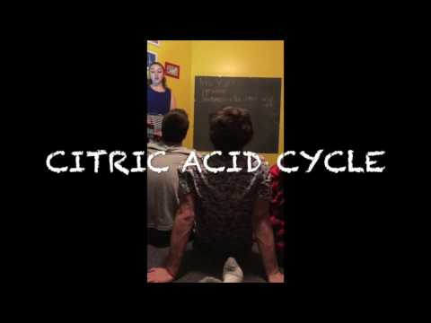 Bio: Cellular respiration