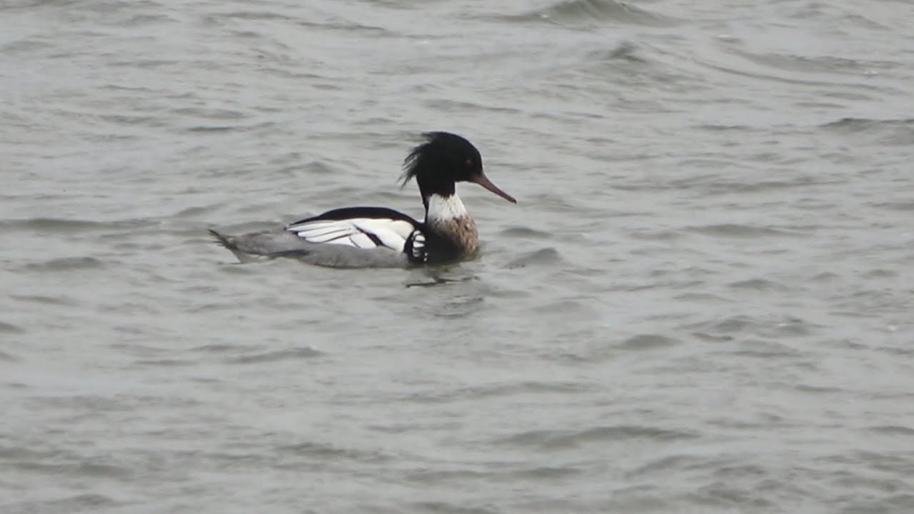 Red-breasted Merganser, Birds of the Netherlands